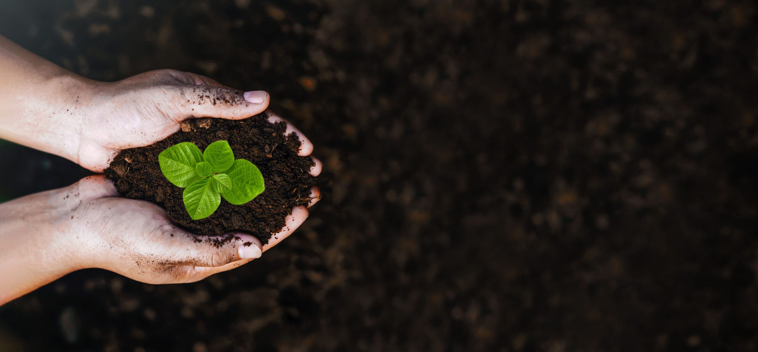 The standards and science behind biodegradable hot melt adhesives ...